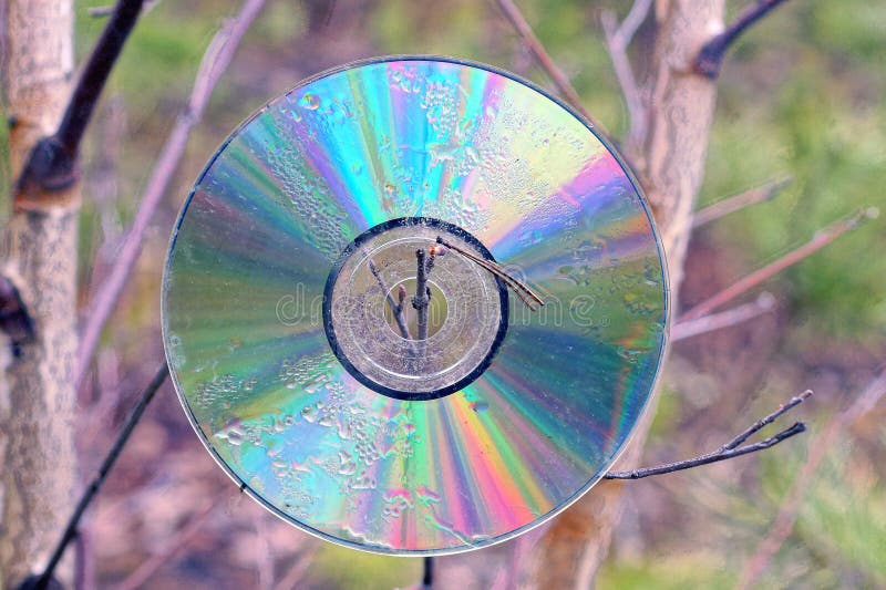 One Old Dirty Colored Compact Disc Hanging on a Thin Tree Branch Stock ...