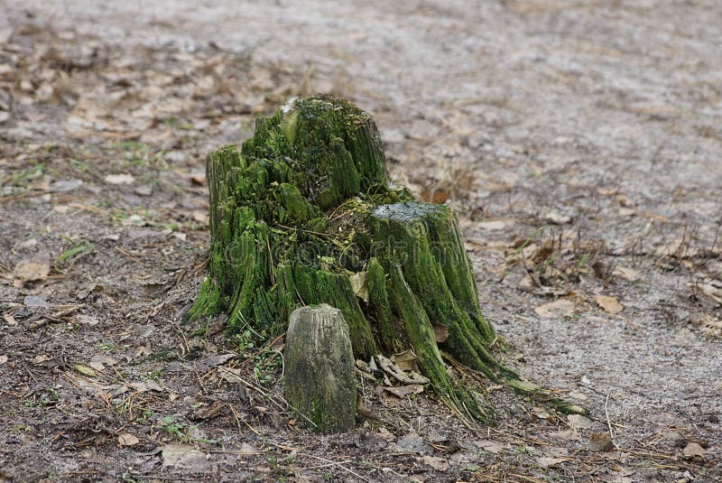 One Old Green Tree Stump on Gray Ground Stock Photo - Image of grass ...