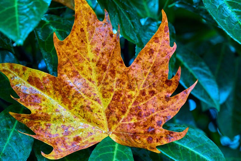 One old maple sheet stock image. Image of background - 171107257