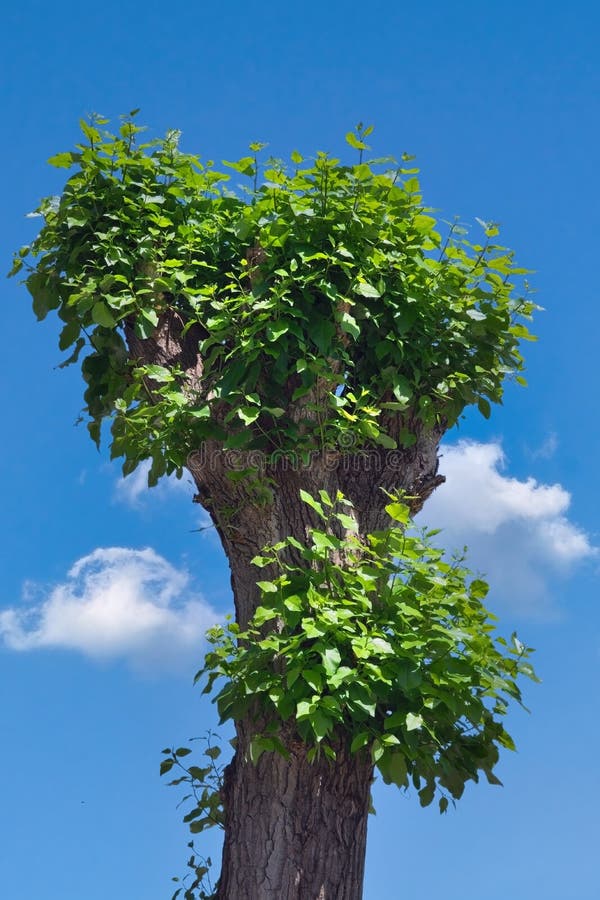 Crown of Old Poplar after Pruning. One Old Poplar Tree after Total ...