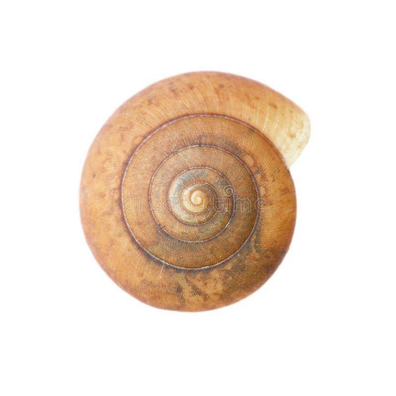 One Old Snail Shell Isolated on White Stock Photo - Image of shell ...