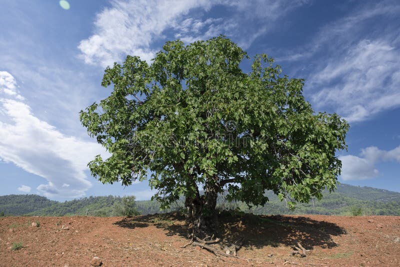 Strong Tree Roots Growing Out of Stone Wall Stock Image - Image of tree ...
