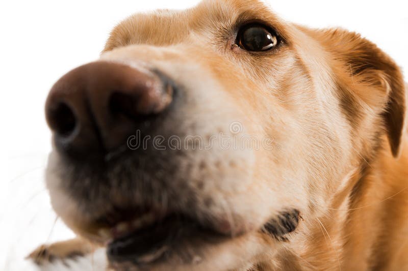 151 Labrador Smelling Stock Photos - Free & Royalty-Free Stock Photos ...