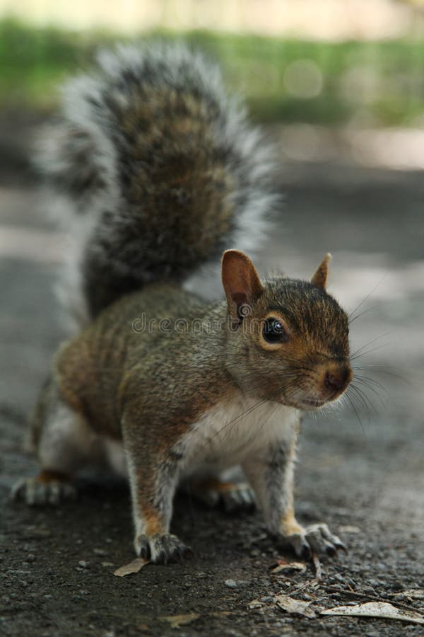 Park squirrel stock image. Image of tail, fluffy, canada - 164001099