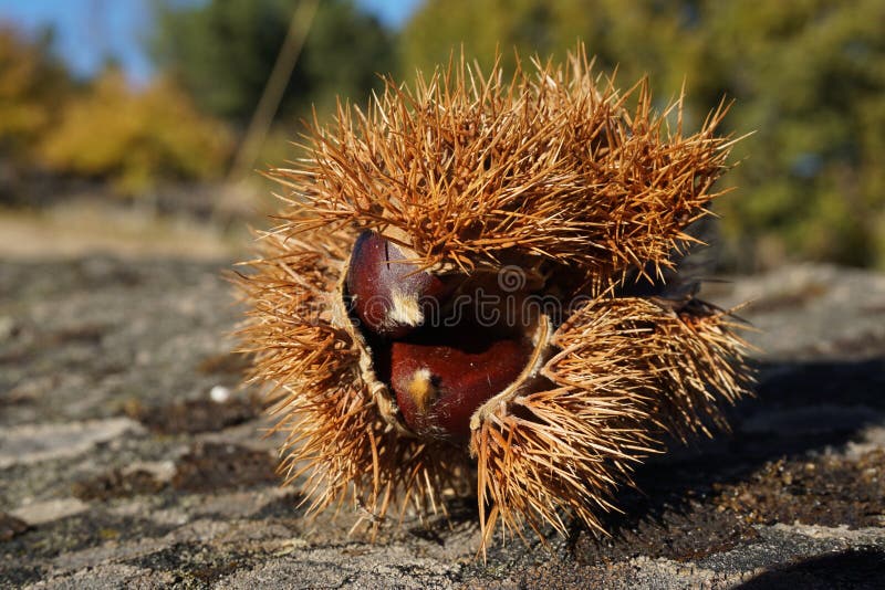One Open Chestnut Hedgehog with Chestnuts Inside Stock Image - Image of ...