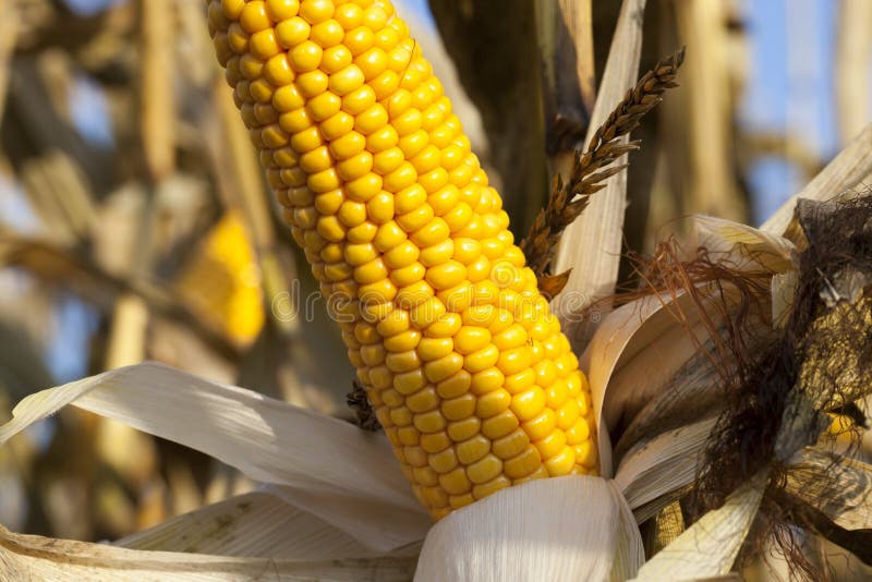 One corn crop stock photo. Image of food, plant, agriculture - 6056088