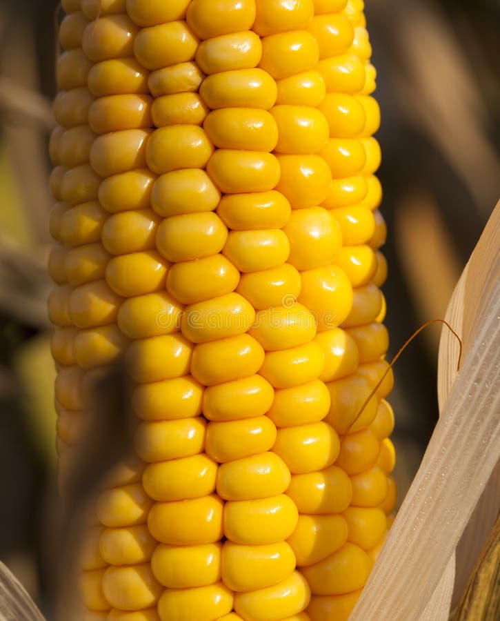 One open ear of corn stock image. Image of agrarian - 130512781