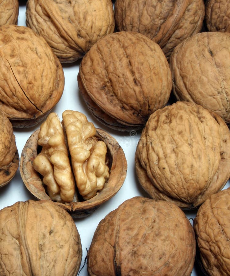 One open nut stock image. Image of studioshot, macro - 10504799