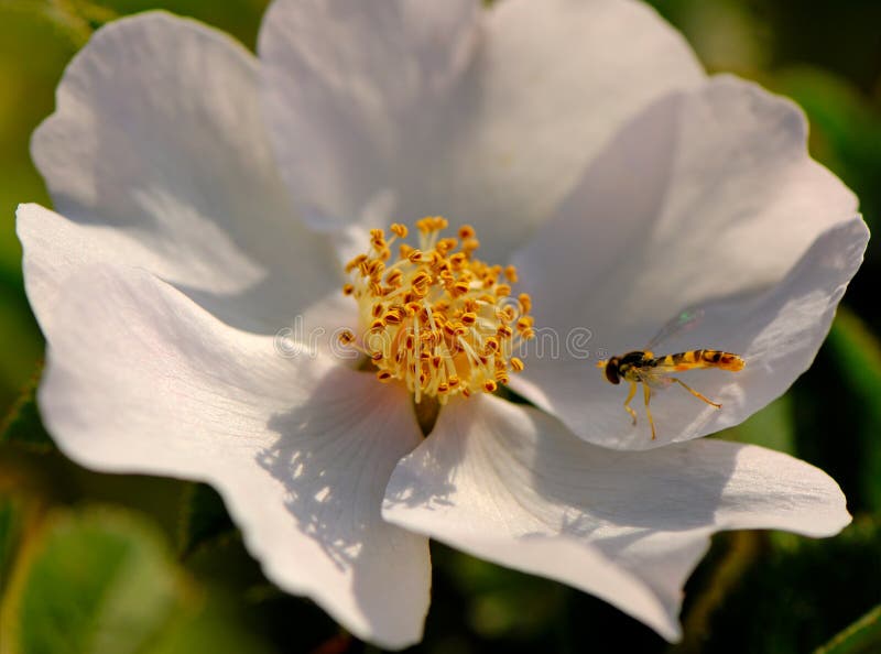 One Open Rosehip Flower and Insect Collecting Nectar Stock Photo ...