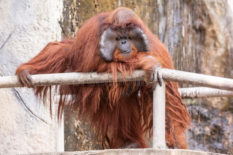 One Orang utan stock photo. Image of indonesia, thoughtful - 62291328