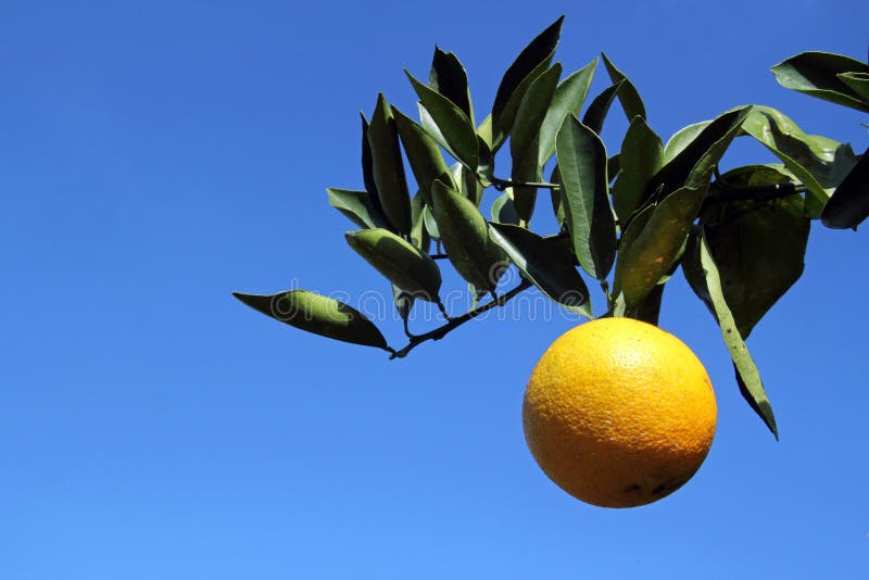 One orange stock image. Image of branch, citrus, orange - 28070637