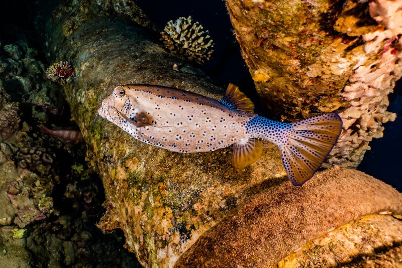One Orange Boxfish Swimming in the Red Sea, Eilat Israel Stock Photo ...
