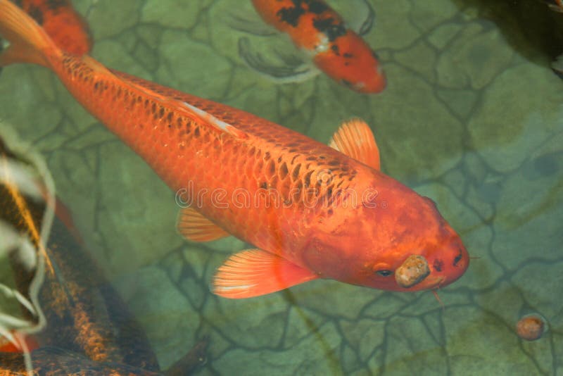 One orange carp stock image. Image of aquarium, aquatic - 130465221