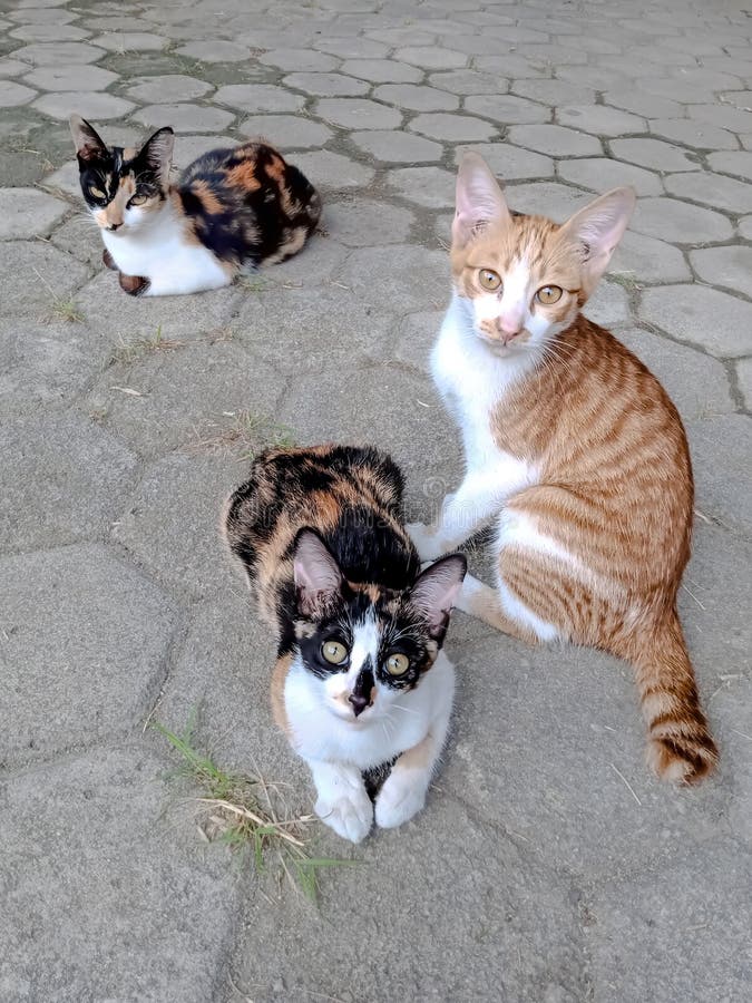 One Orange Cat and Two Multi Colored Cats, Calico and Orange Tabby Sit ...