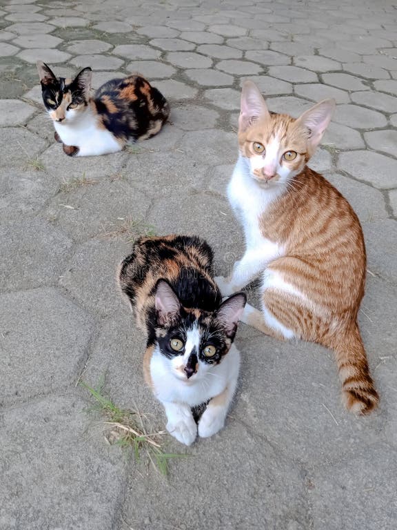 One Orange Cat and Two Multi Colored Cats, Calico and Orange Tabby Sit ...