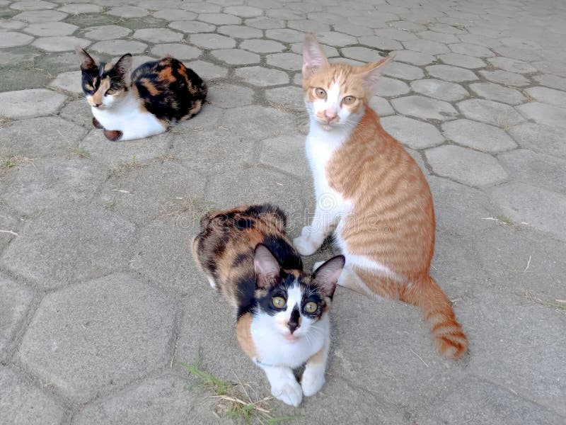 One Orange Cat and Two Multi Colored Cats, Calico and Orange Tabby Sit ...