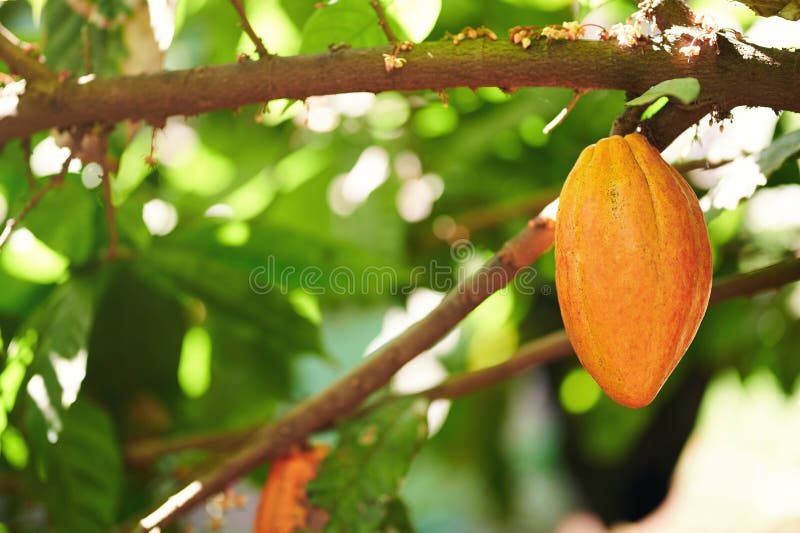 649 Cocoa Orange Pod Stock Photos - Free & Royalty-Free Stock Photos ...
