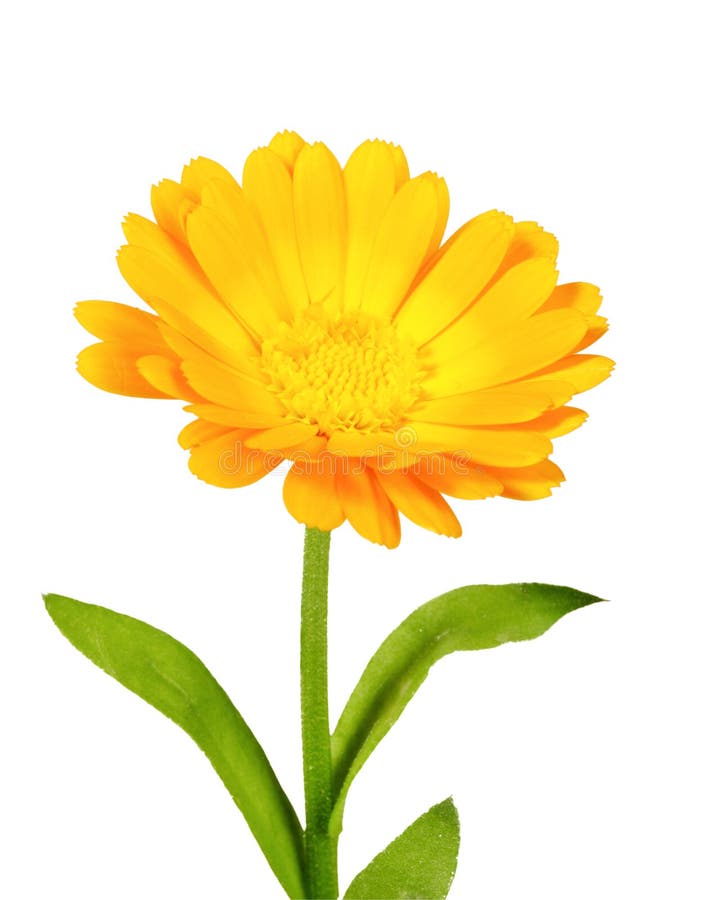 One Orange Flower of Calendula Stock Photo - Image of daisy, marigold ...
