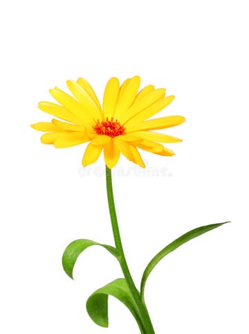 One Orange Flower of Calendula Stock Photo - Image of kalendula, petal ...