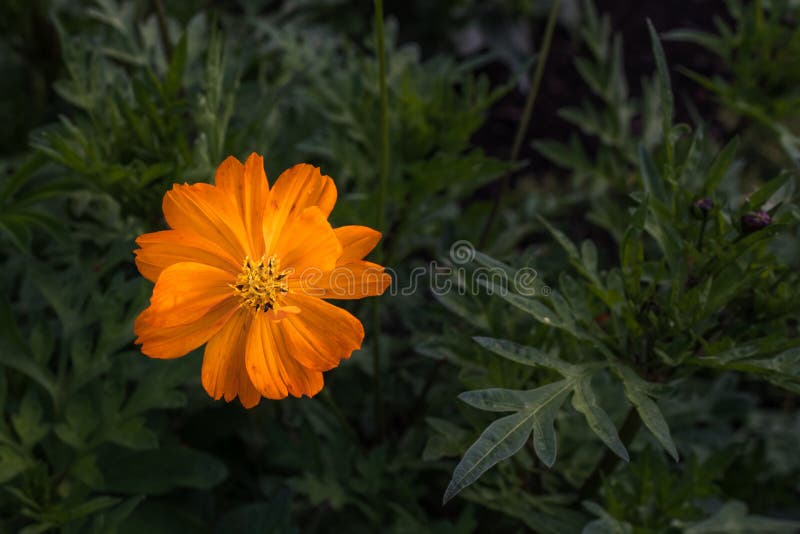 One Orange Flower, Green Leaf Background Stock Photo - Image of flora ...