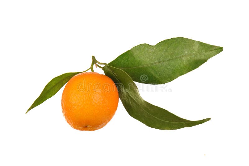 One orange with leaf stock image. Image of leaf, close - 22269885