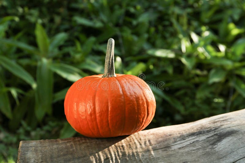One Orange Pumpkin on Log in Garden Stock Photo - Image of autumnal ...