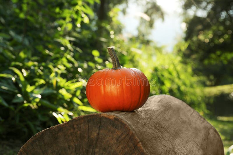 One Orange Pumpkin on Log in Garden Stock Photo - Image of object ...