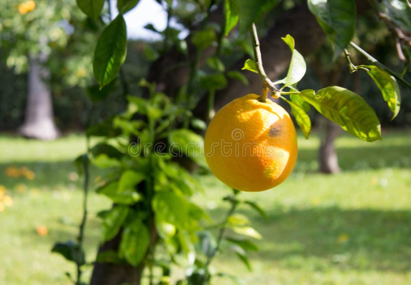 One Orange on the Tree, Green Background Stock Photo - Image of italy ...