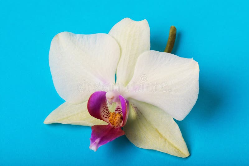 One Orchid Flower on a Blue Background Close-up Stock Image - Image of ...