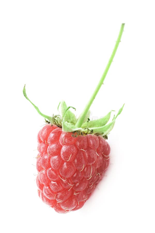One Organic Raspberry on White Stock Image - Image of organic ...