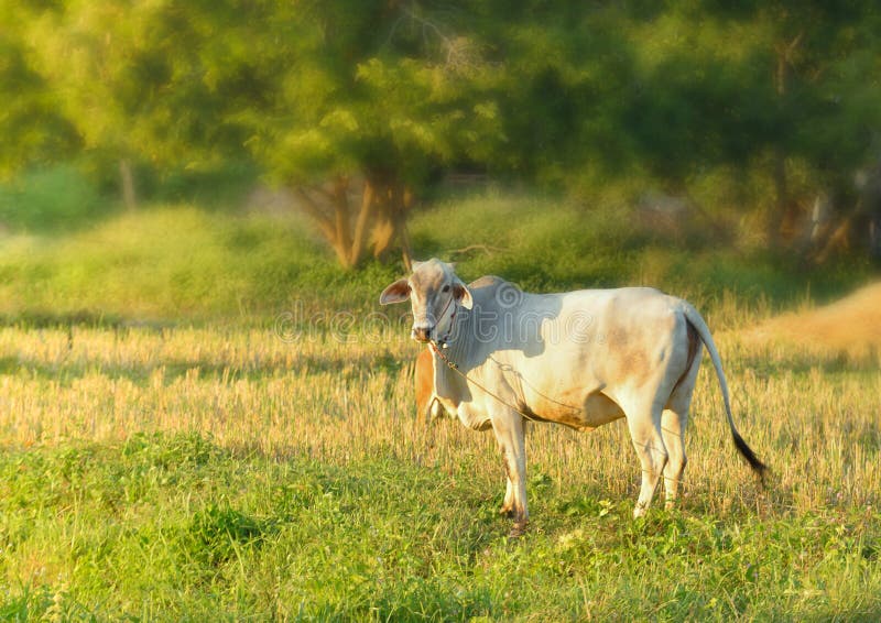 One ox in the field stock photo. Image of green, mammals - 122435330