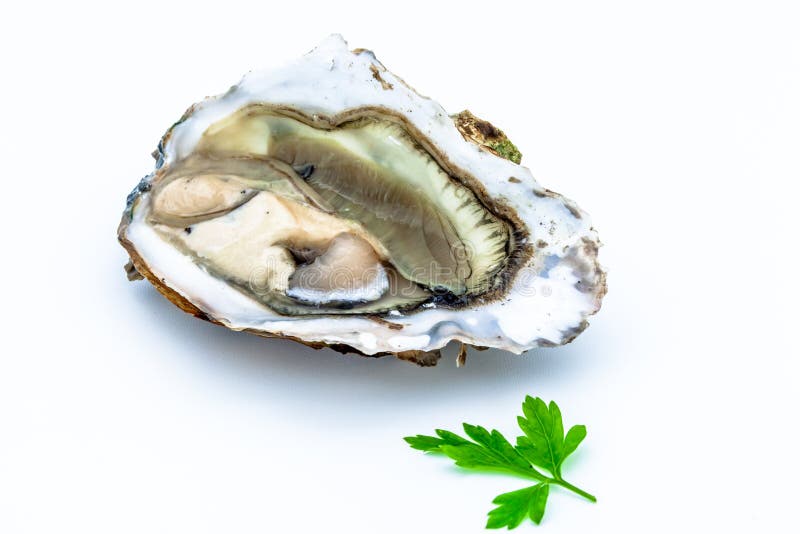 One oyster stock photo. Image of healthy, organic, meal - 27514364