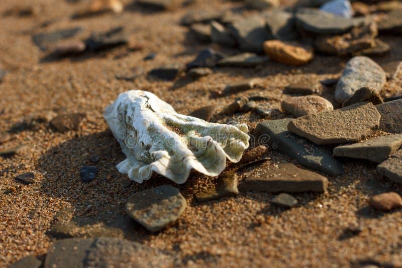 One Oyster Shell Close-up Lying on a Sandy Coastline Stock Photo ...