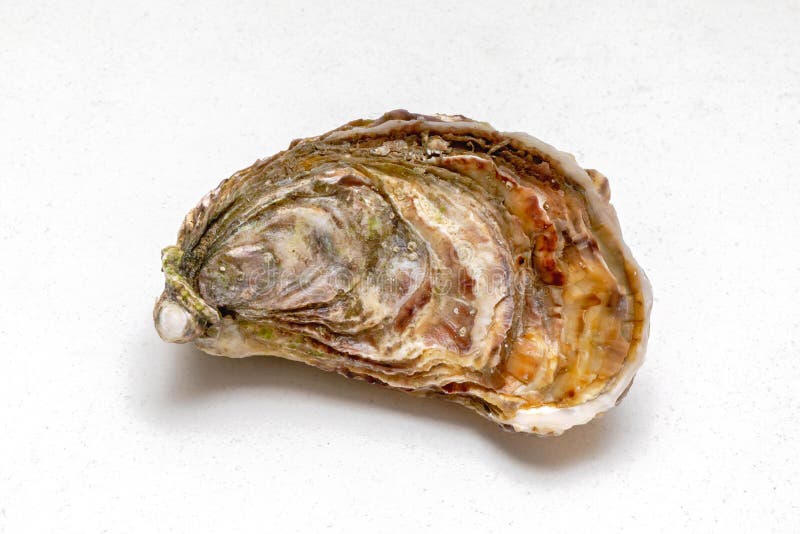 One Oyster Shell stock image. Image of shell, closed - 349373619