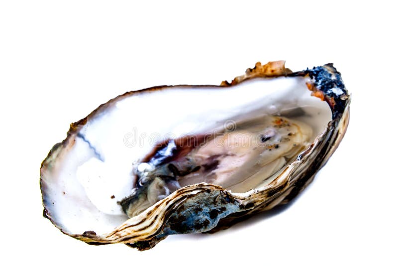 One oyster stock image. Image of fresh, healthy, seashell - 204515103