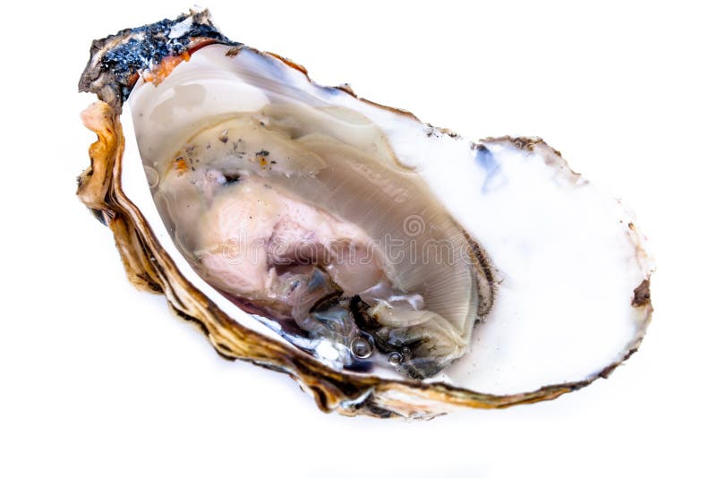 One oyster stock image. Image of seashell, fresh, lunch - 26977349