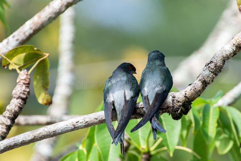 1 Pair Female and Male Gray-rumped Treeswift Perching and Resting Stock ...