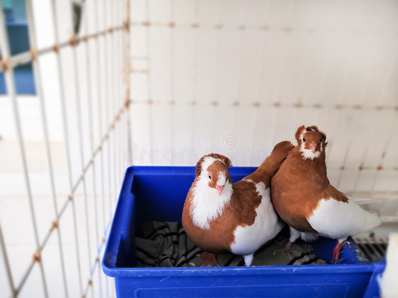 Red Helmet Pigeon in White Background Stock Photo - Image of culver ...