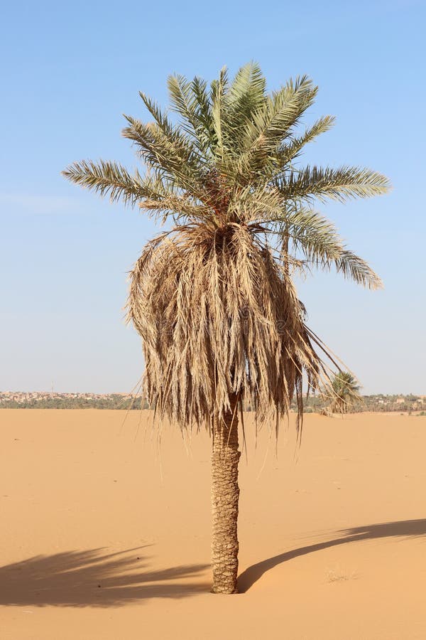 One Palm Tree in the Desert of Algeria Stock Image - Image of soil ...