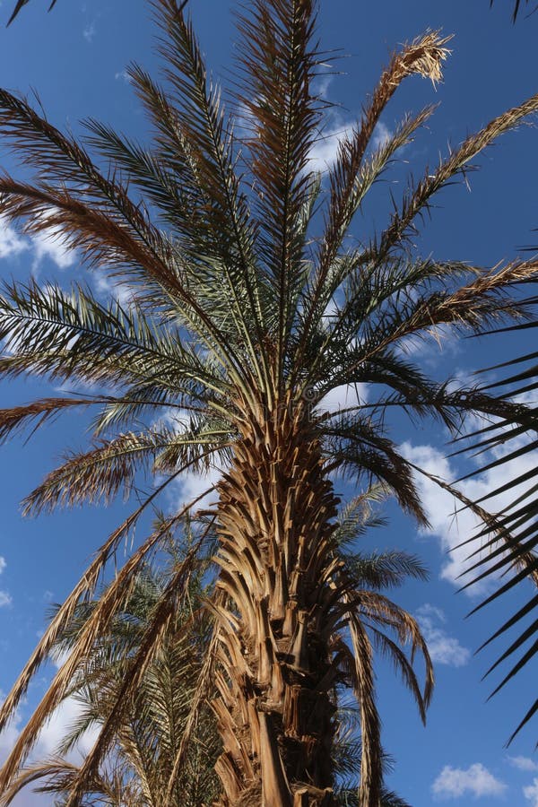 One Palm Tree in the Desert of Algeria Stock Image - Image of flower ...