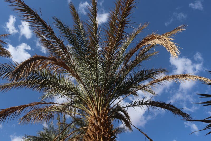 One Palm Tree in the Desert of Algeria Stock Photo - Image of wind ...