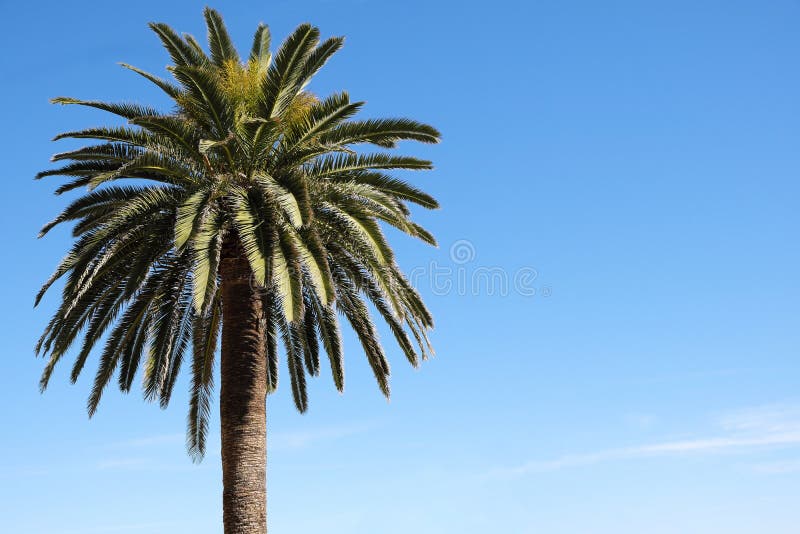 One Palm Tree Tall Isolated Against Blue Sky Stock Photo - Image of ...