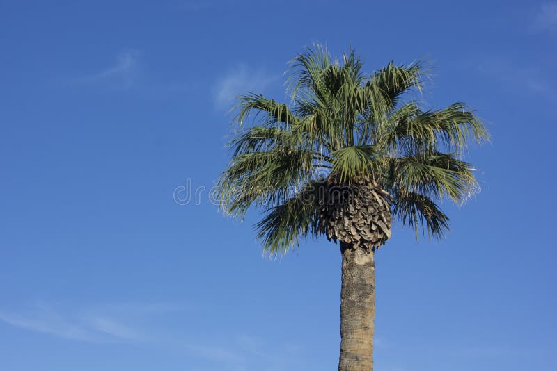 One palm tree stock image. Image of vacation, summer - 220494311