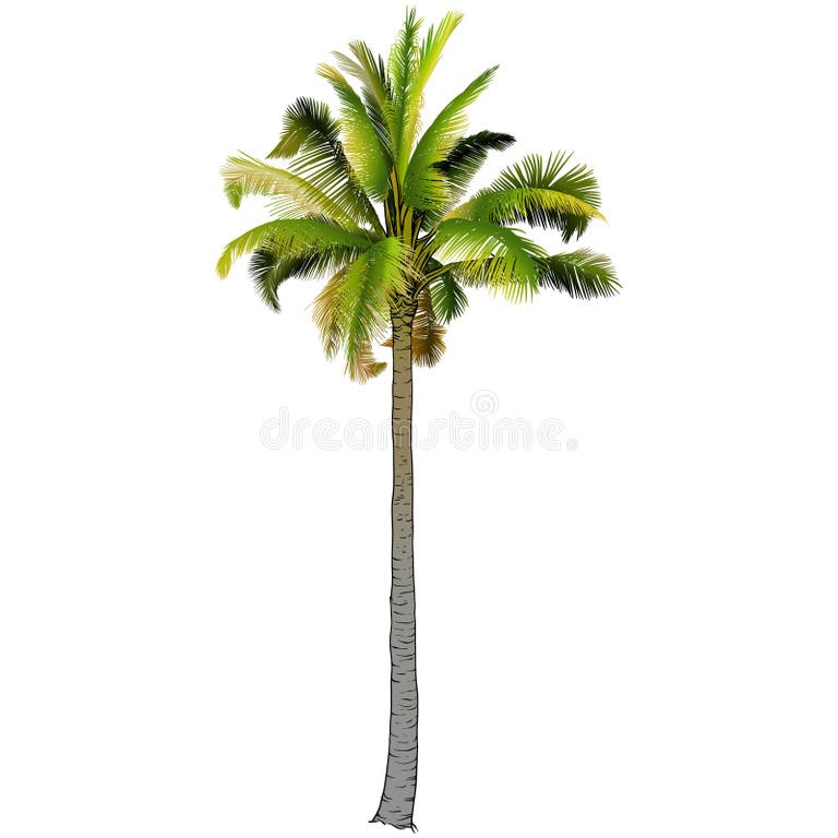 One palm tree. stock vector. Illustration of date, nature - 80541010