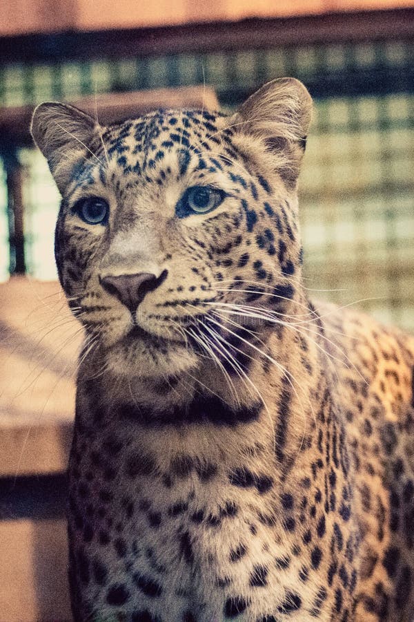 One panther in a zoo stock photo. Image of park, animal - 69189714