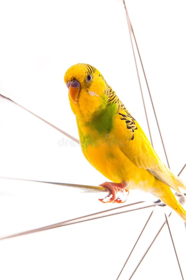 One parrot budgies. stock image. Image of isolated, beautiful - 78100737