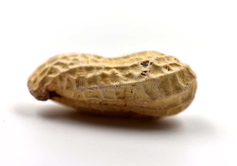 One Peanut Isolated stock image. Image of single, closeup - 85881459