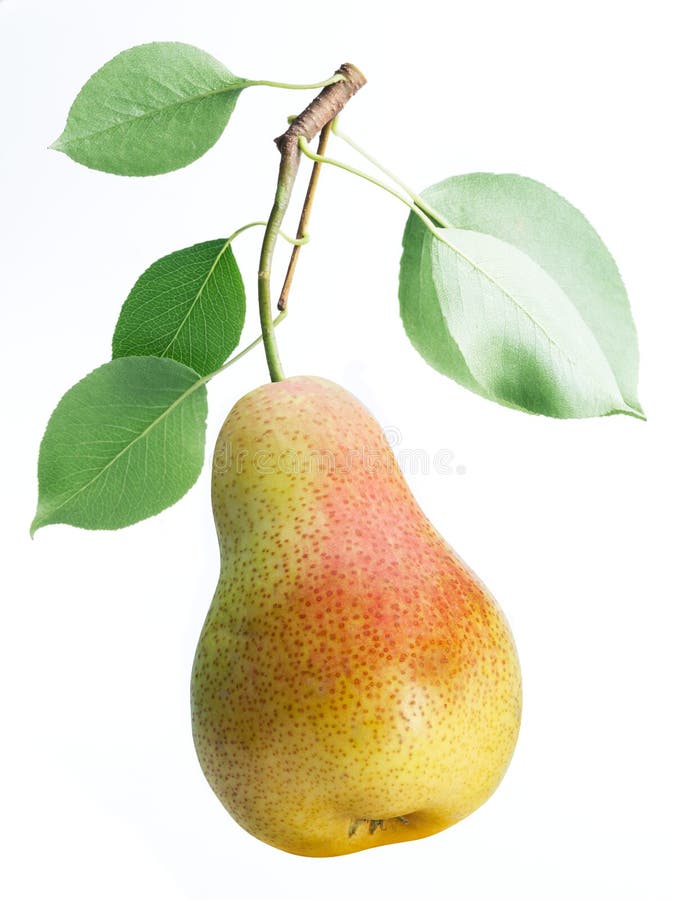 One Pear Fruit with Pear Leaves on White Background. Stock Photo ...