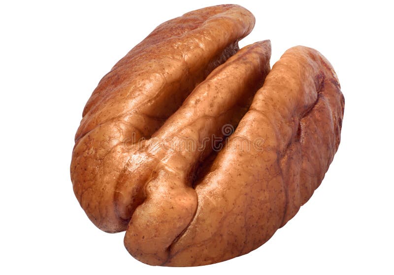 One Pecan Nut Isolated on White Stock Image - Image of tasty ...