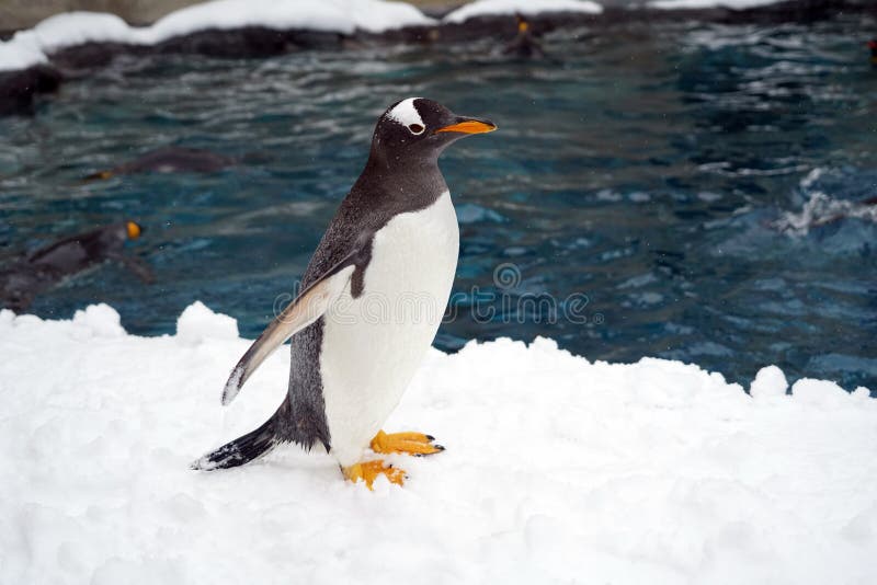One Penguin stock photo. Image of shore, bird, black, penguin - 9730890